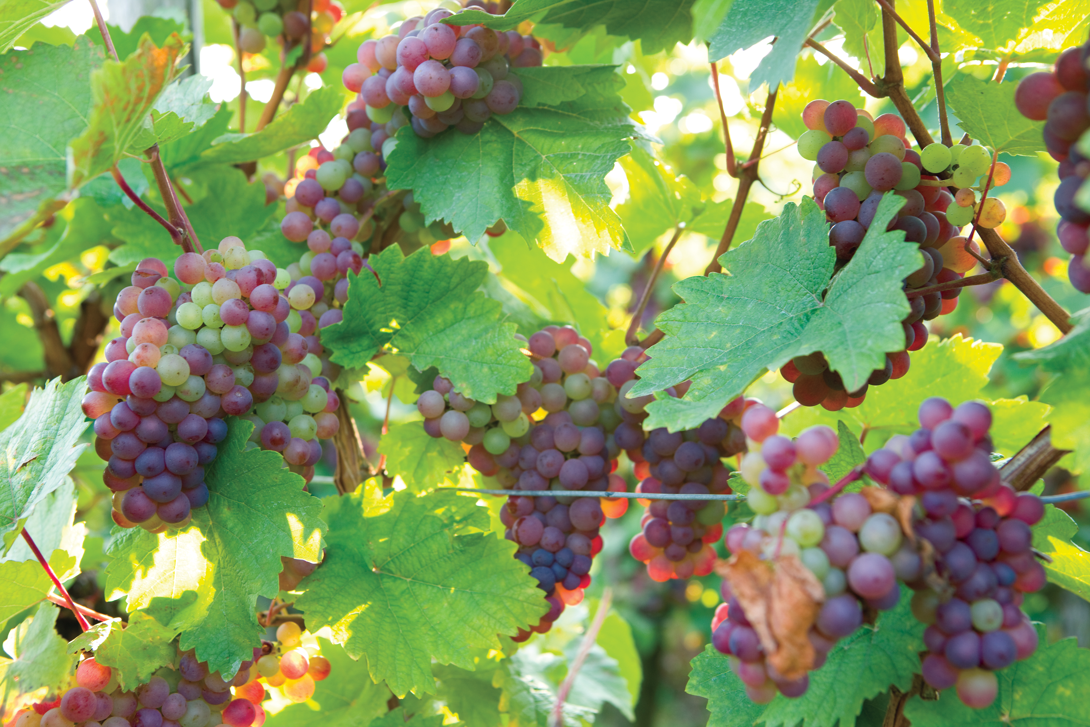 Go Bucket List Travel